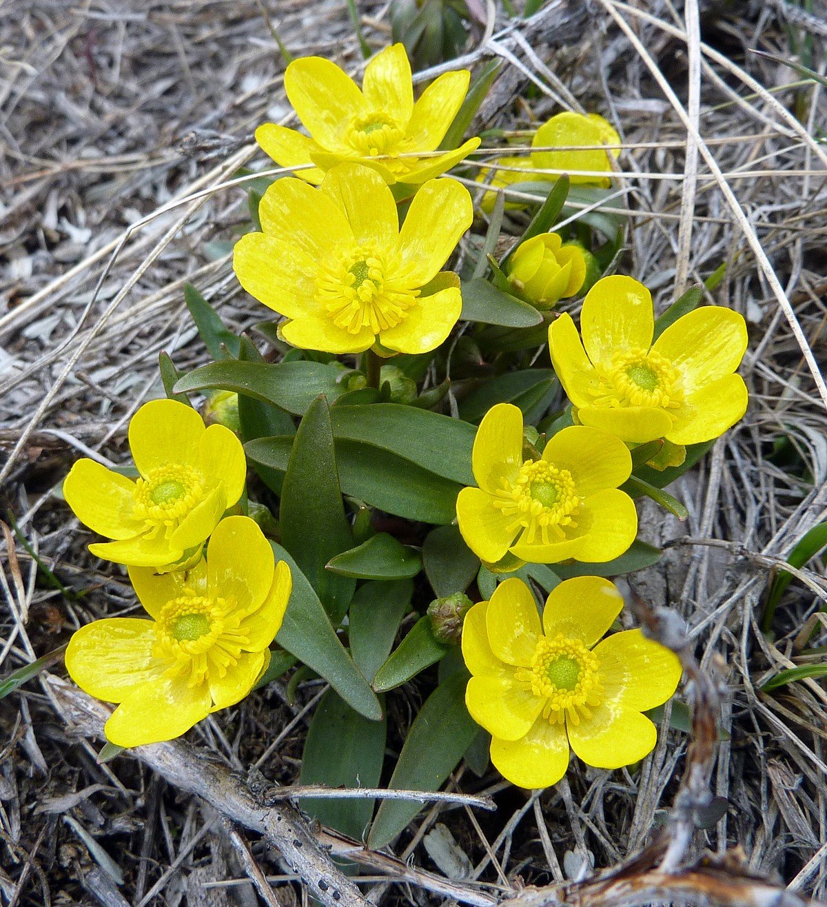 What do wildflowers symbolize