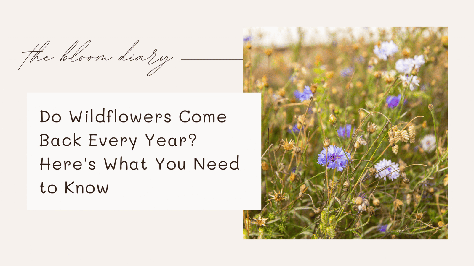 Do Wildflowers Come Back Every Year