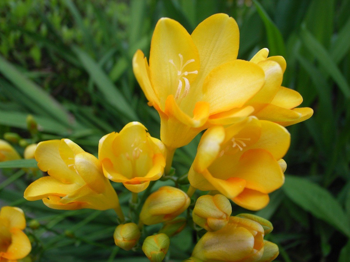 What do wildflowers symbolize