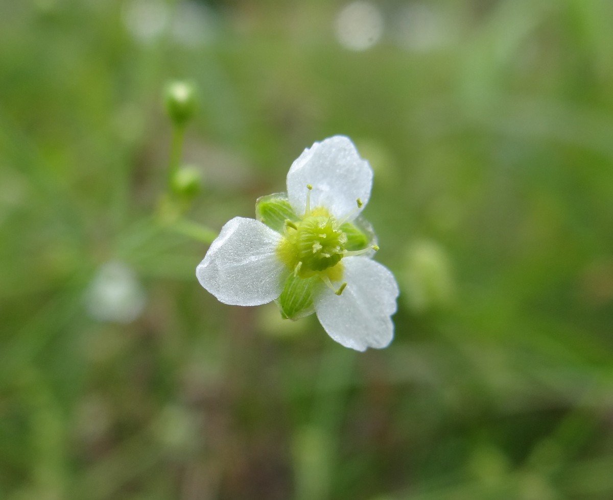 White Wildflowers: A Guide to Identifying and Enjoying These Beautiful ...