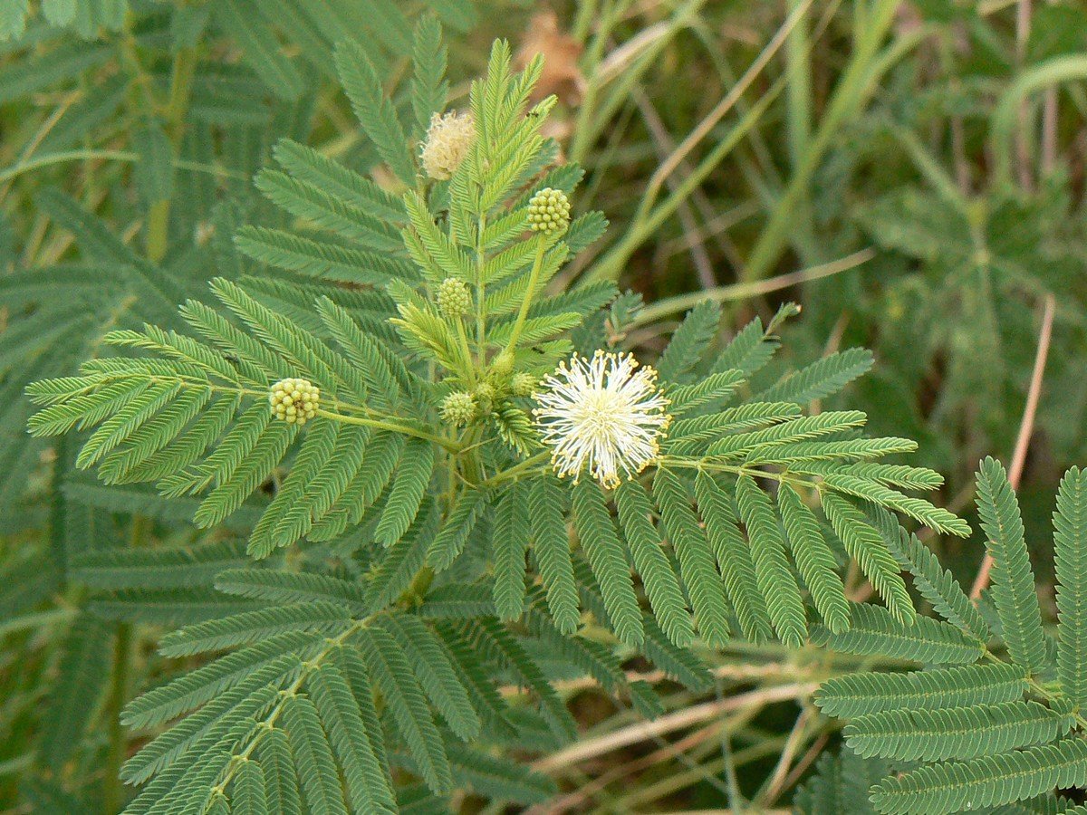 White Wildflowers: A Guide to Identifying and Enjoying These Beautiful ...