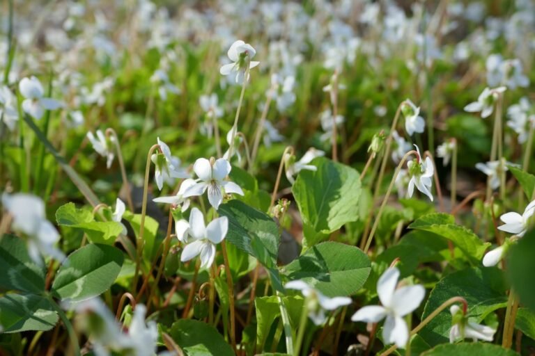 White Wildflowers: A Guide to Identifying and Enjoying These Beautiful ...