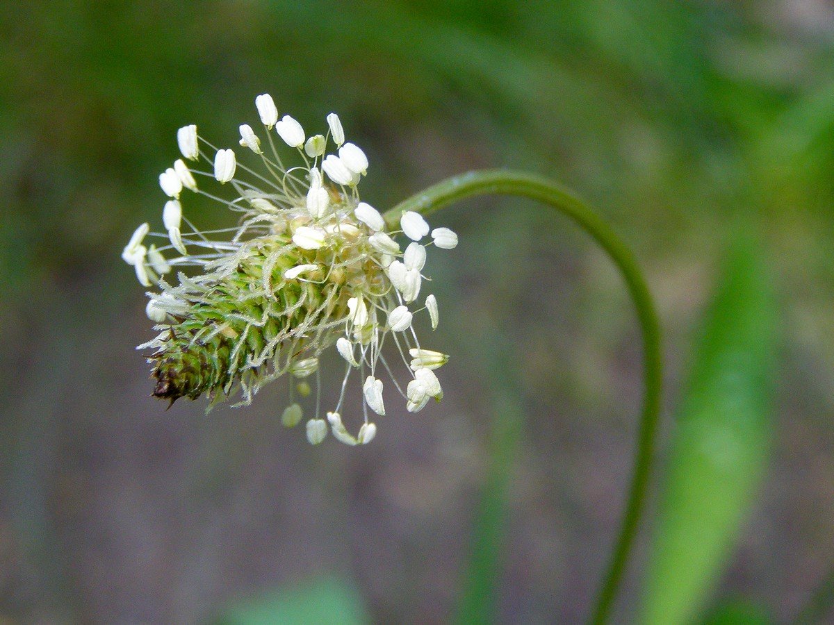White Wildflowers: A Guide to Identifying and Enjoying These Beautiful ...