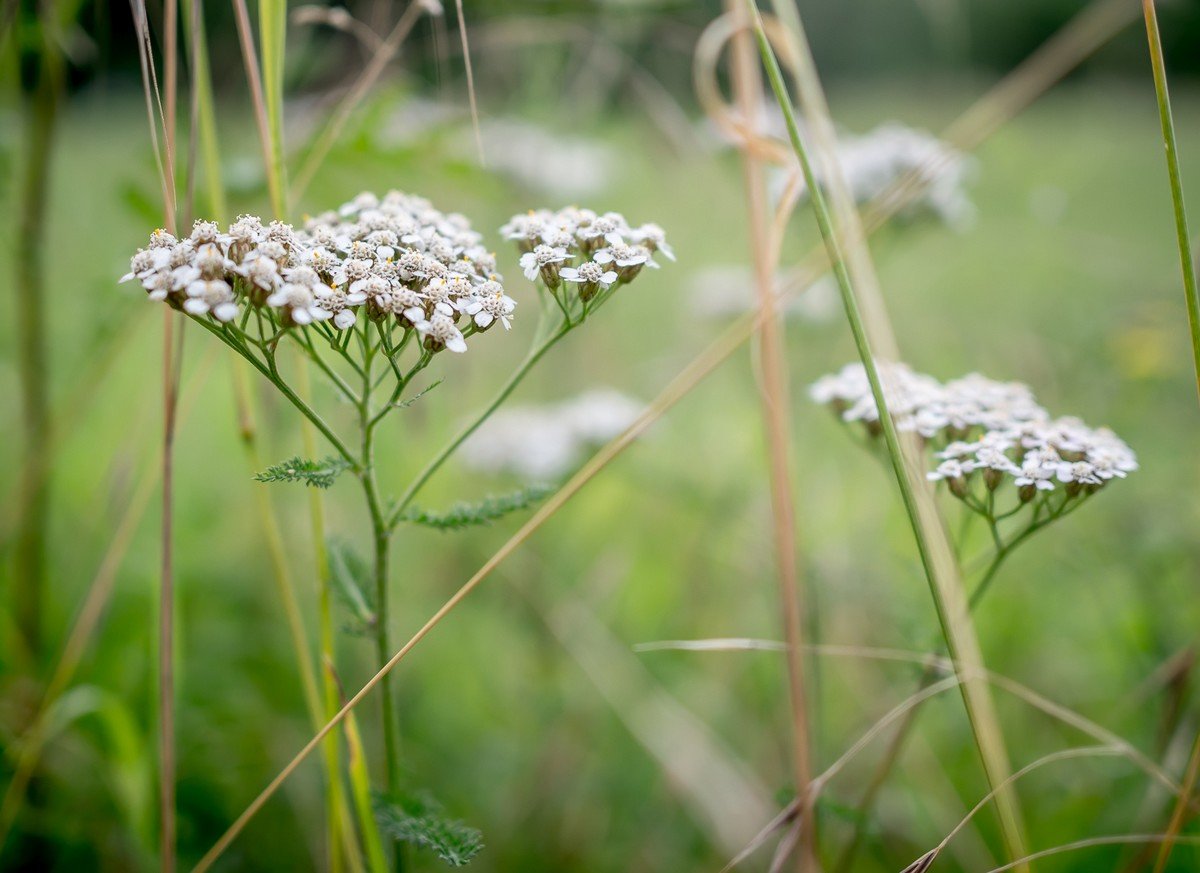 White Wildflowers: A Guide to Identifying and Enjoying These Beautiful ...
