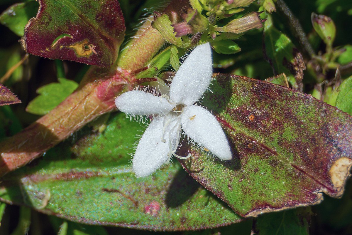 White Wildflowers: A Guide to Identifying and Enjoying These Beautiful ...