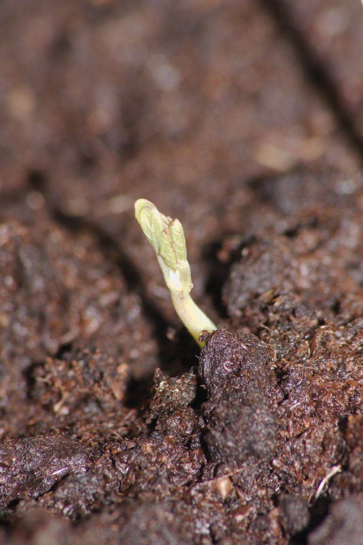 wildflower seedling identification