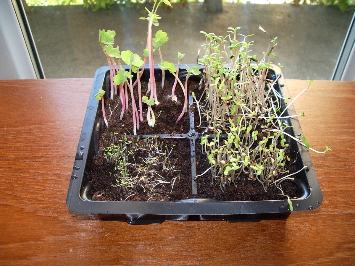wildflower seedling identification