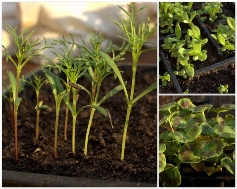 wildflower seedling identification