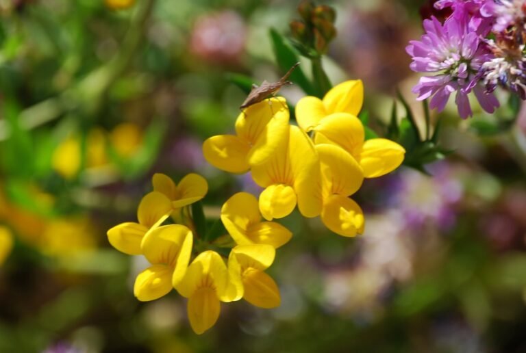 Yellow Wildflowers: A Guide to Identifying and Enjoying These Beautiful ...