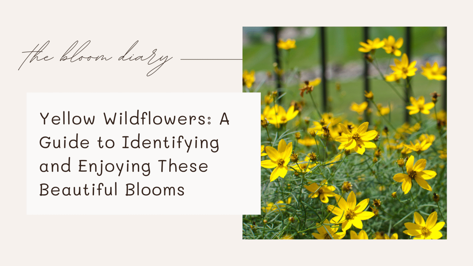 Yellow Wildflowers: A Guide to Identifying and Enjoying These Beautiful ...