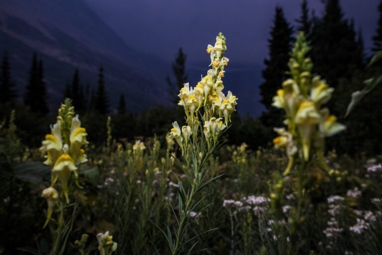 Yellow Wildflowers: A Guide to Identifying and Enjoying These Beautiful ...